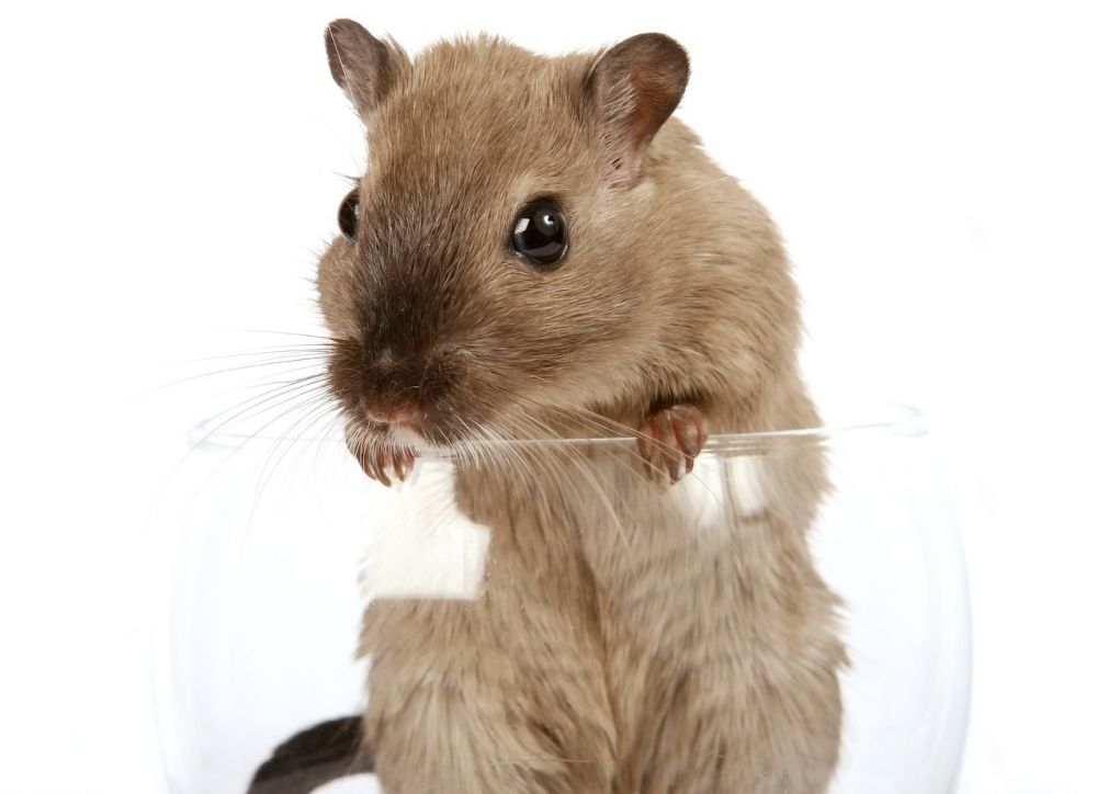 Hamster Tumors: A Comprehensive Guide to Understanding and Managing Them